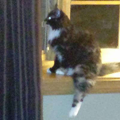 MISSING CAT: Have You Seen Ruby? – Wilmington Apple