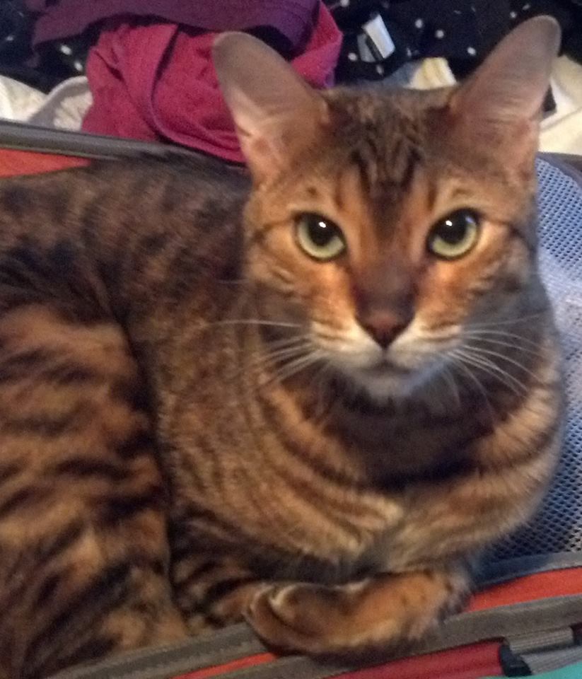 MISSING CAT: Help Bring Loki Home – Wilmington Apple