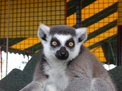 FEBRUARY VACATION FUN: Petting Zoo & Kids Fun Fair At Shriners ...