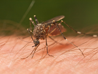 Request A Free Mosquito Spraying From Central Mass. Mosquito Control ...