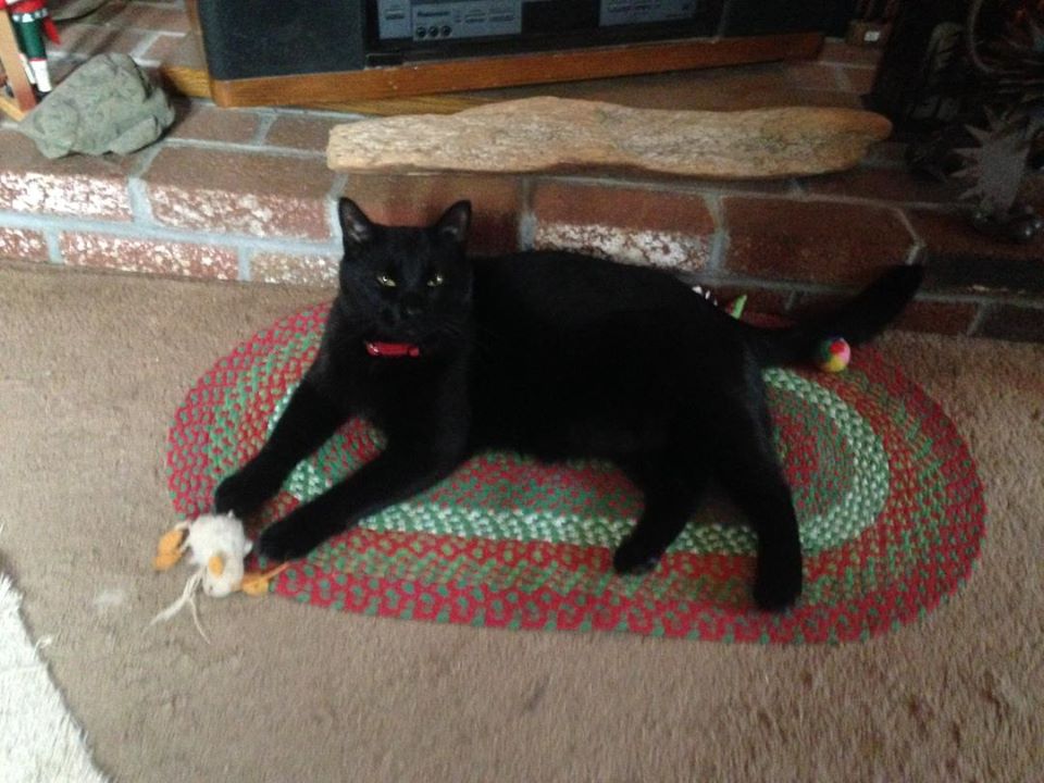 MISSING CAT: Have You Seen Mick? (Family Not Giving Up After 4 Months ...