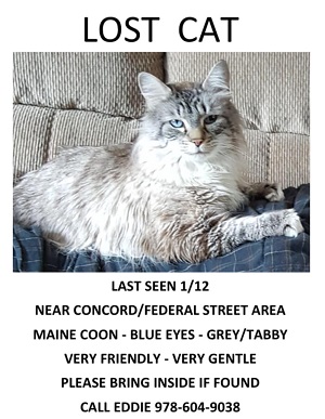MISSING CAT: Have You Seen This Handsome Guy? – Wilmington Apple
