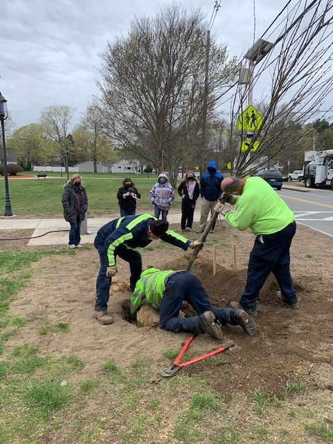 Wilmington Plants Tree On Town Common In Memory Of Late Tree Foreman ...