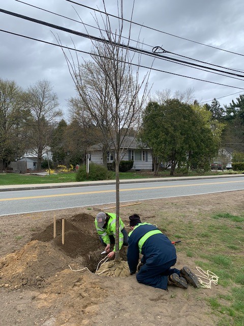 Wilmington Plants Tree On Town Common In Memory Of Late Tree Foreman ...